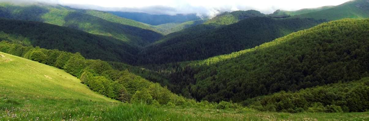 Selva de Irati. Ruta 16. - Donosti City
